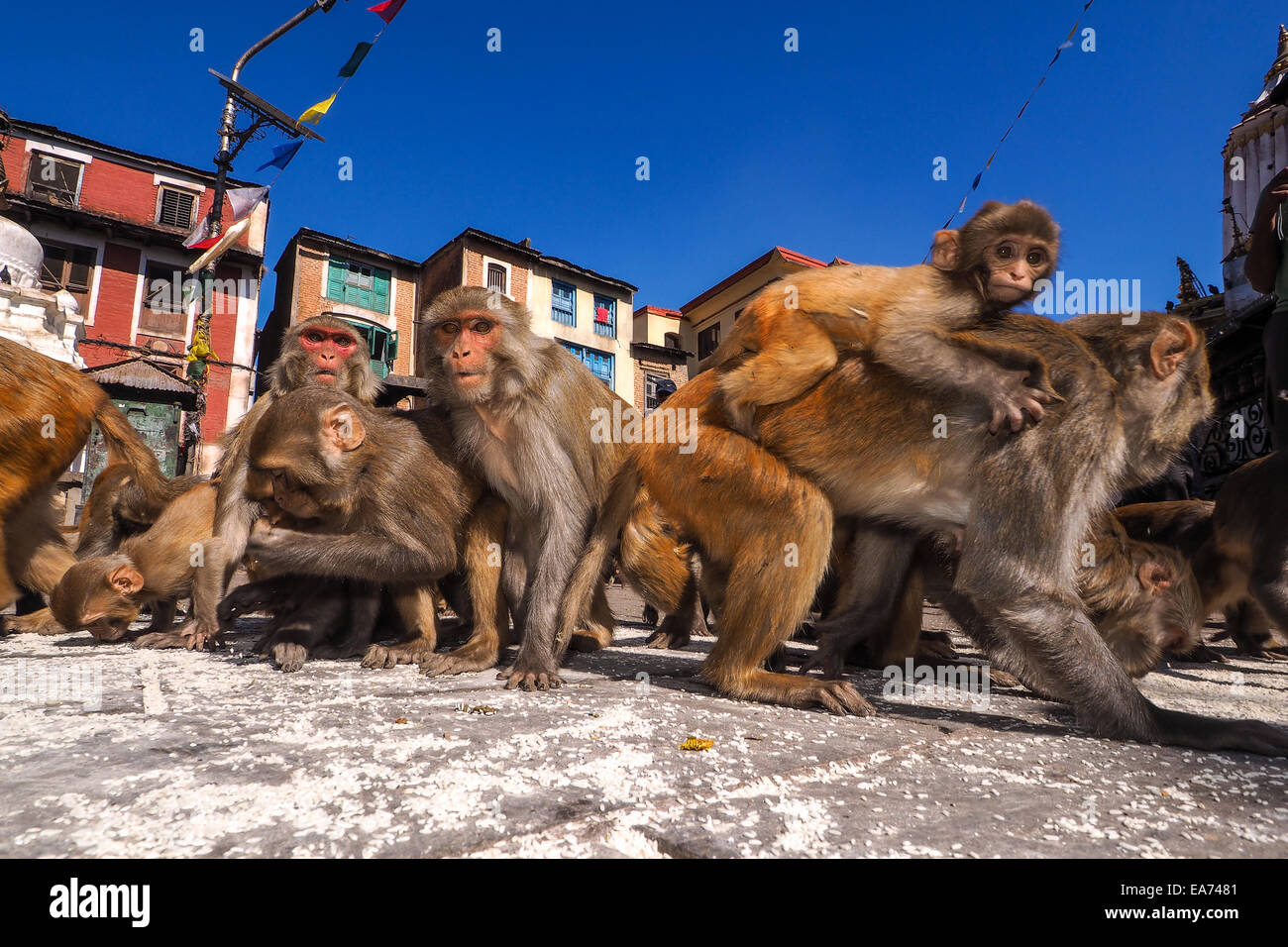 Sitting monkey on swayambhunath stupa in Kathmandu, Nepal Stock Photo ...