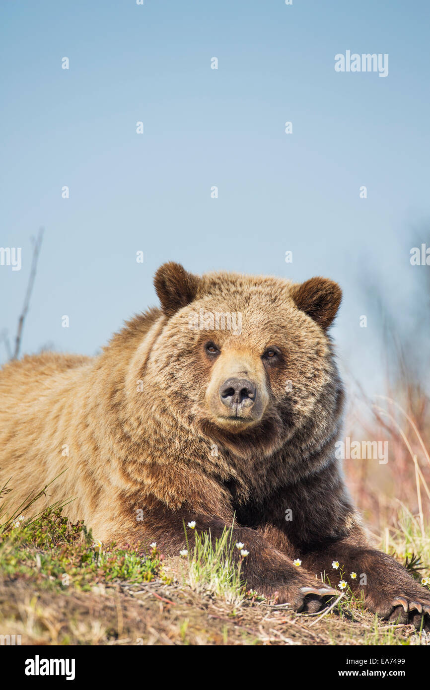 Front view cute grizzly bear hi-res stock photography and images - Alamy