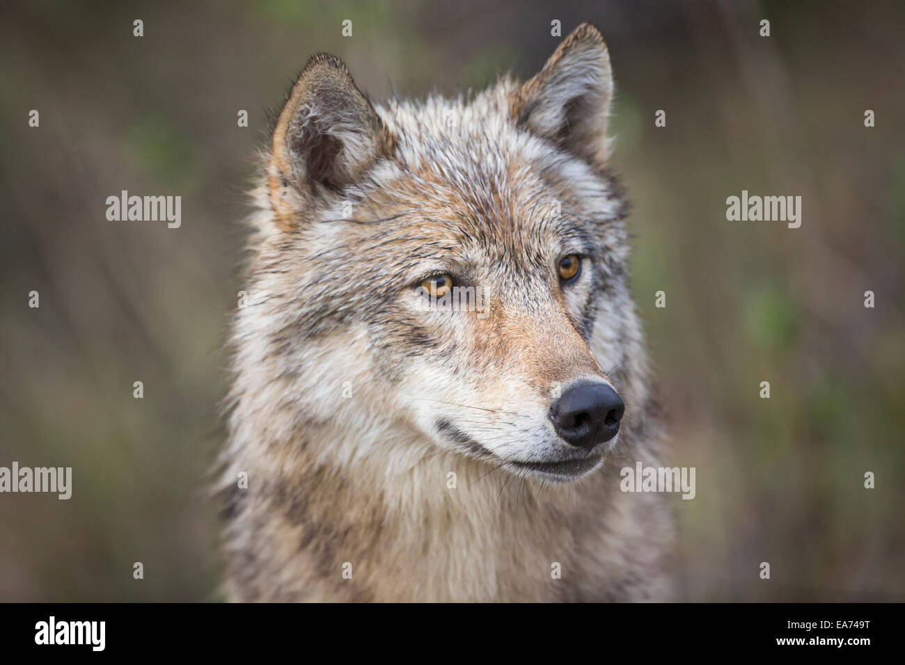 Alaska Wolf High Resolution Stock Photography and Images - Alamy