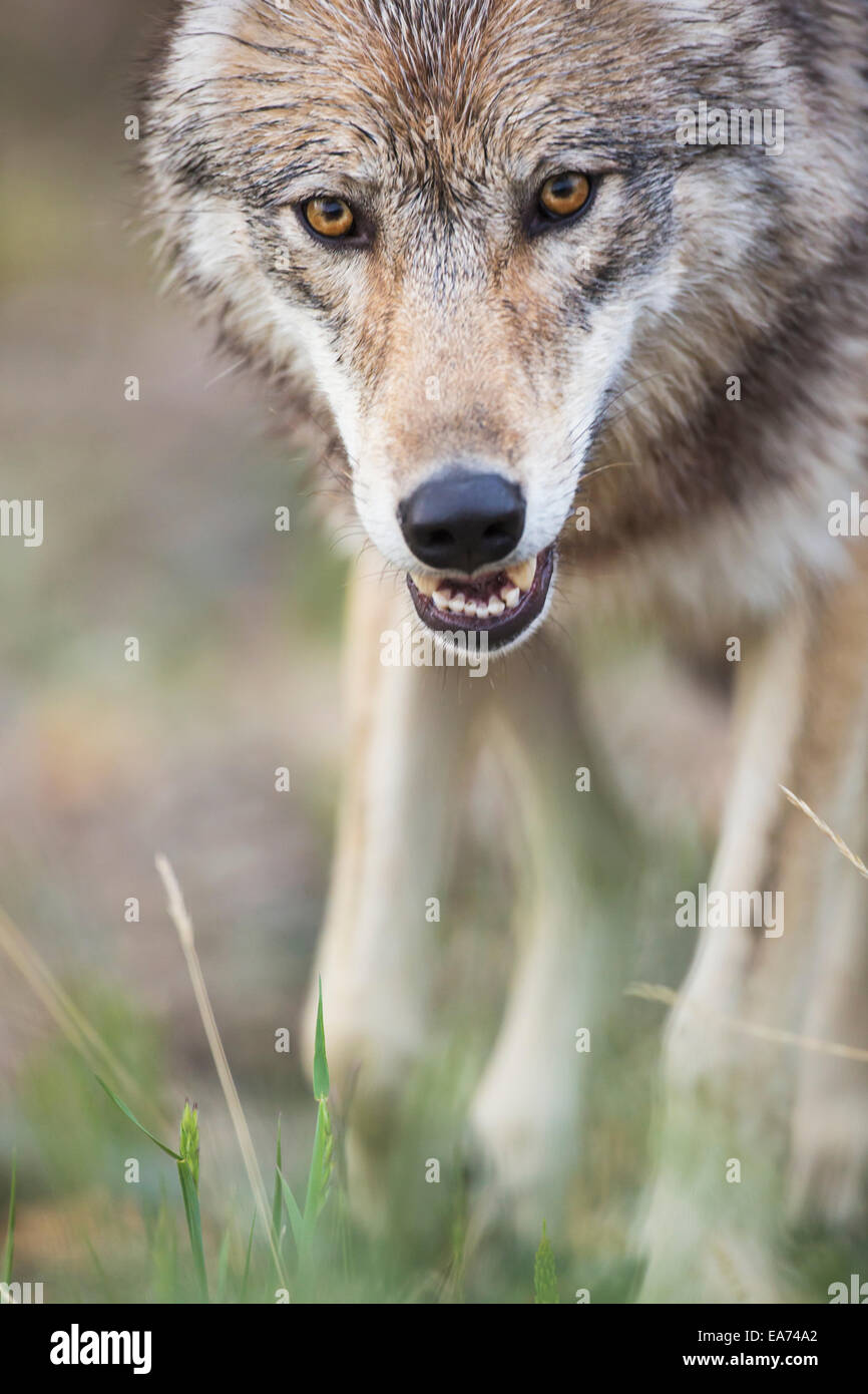 Wolf With Mouth Open High Resolution Stock Photography and Images - Alamy