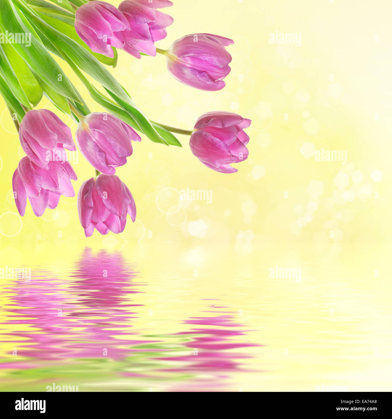 Tulip flowers background Stock Photo - Alamy
