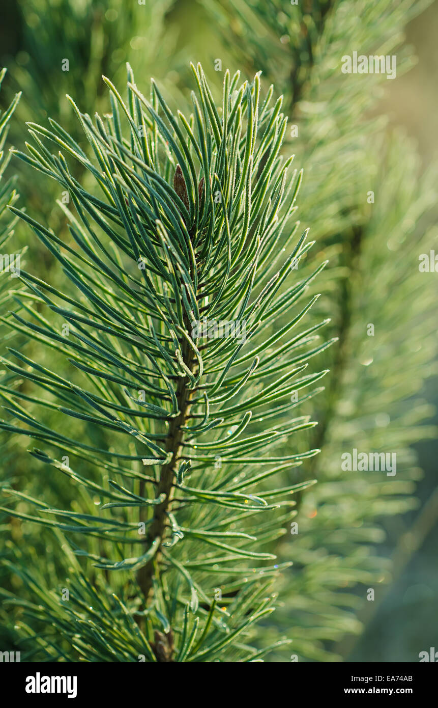 Pine iced tree Stock Photo - Alamy
