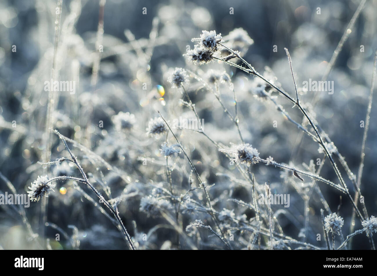 Frozen meadow flower Stock Photo - Alamy