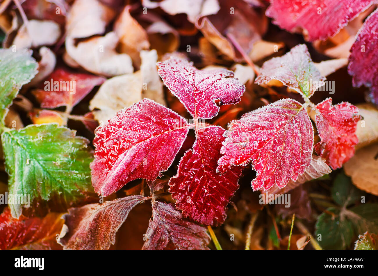 Frozen autumn leaves Stock Photo - Alamy