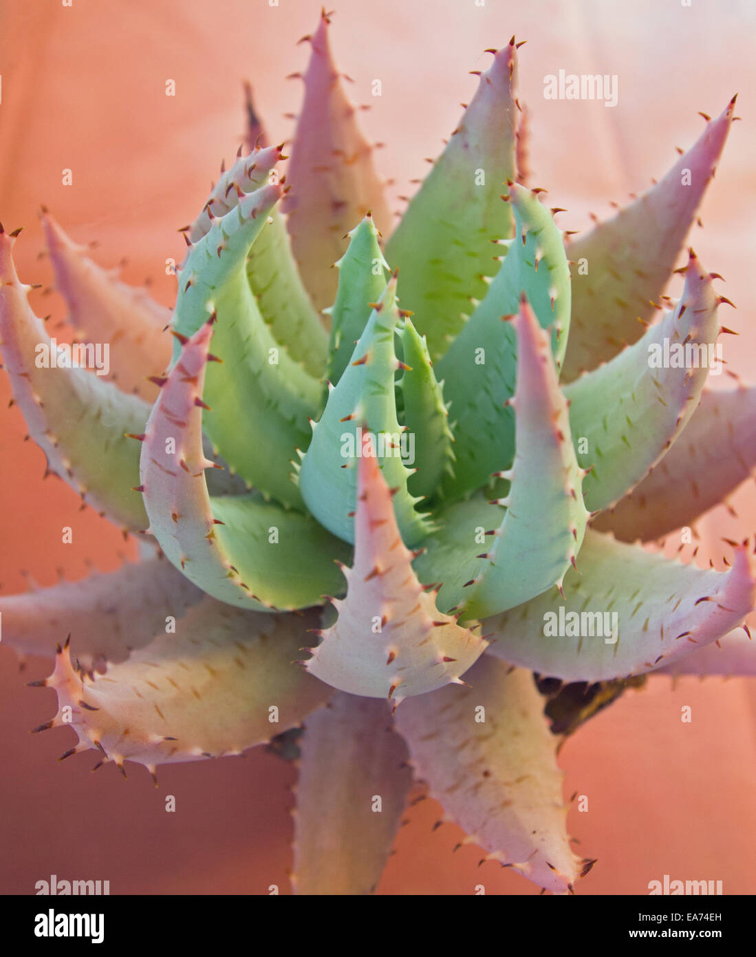 Clear background hi-res stock photography and images - Alamy