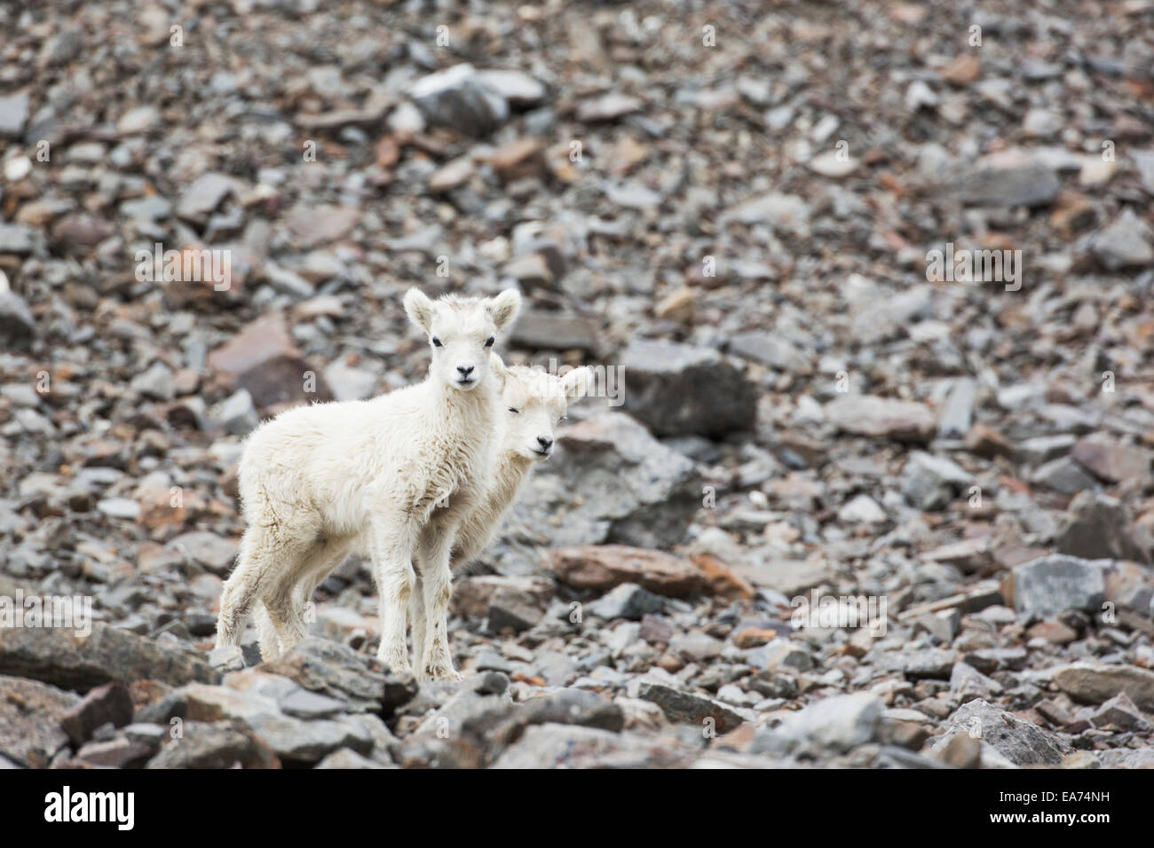 Colour Sheep High Resolution Stock Photography and Images - Alamy