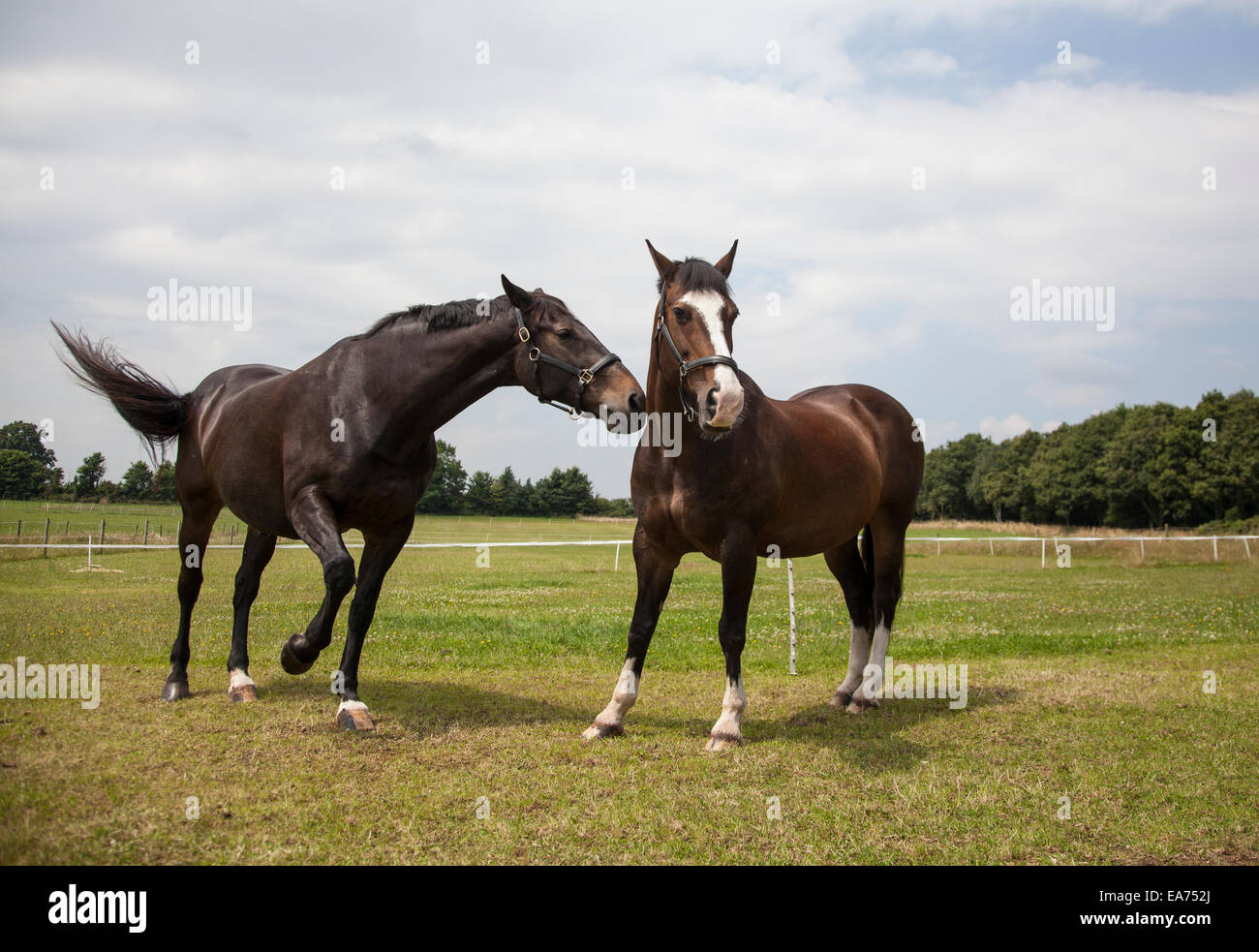 Two brown horses standing in a field next to each other Stock Photo - Alamy