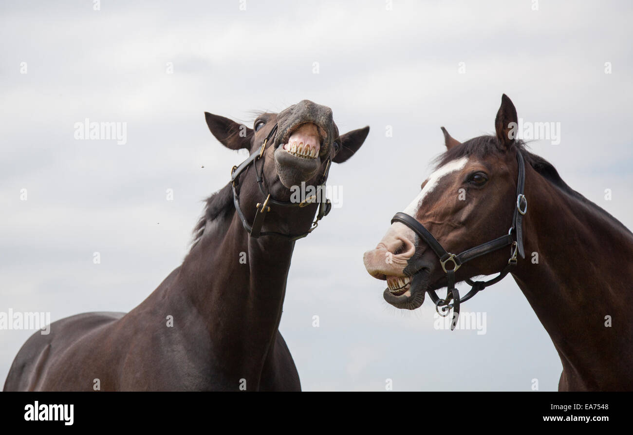 Horse raising lips hi-res stock photography and images - Alamy