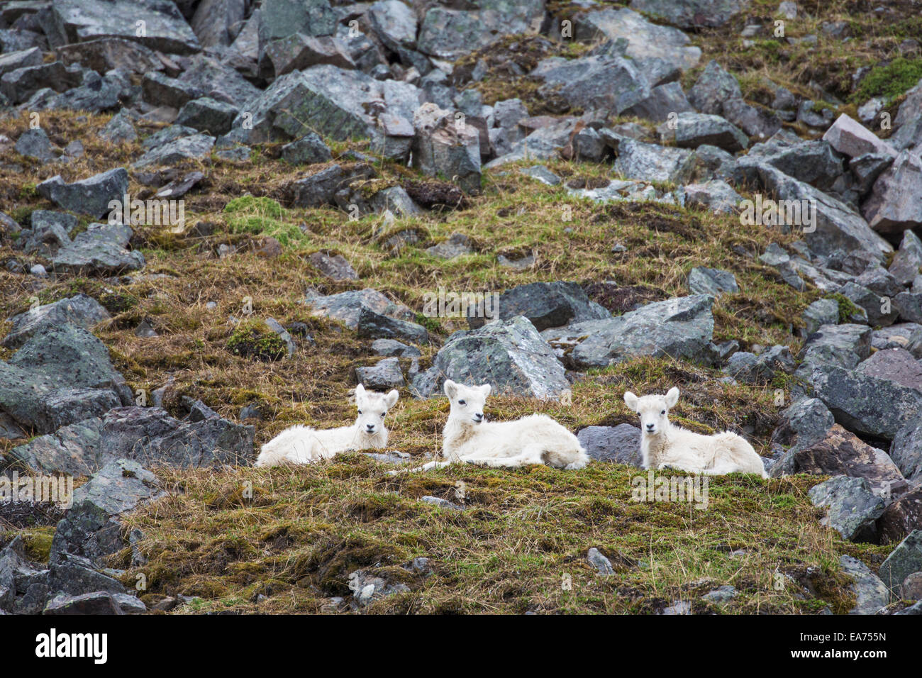 Ox sheep hi-res stock photography and images - Alamy