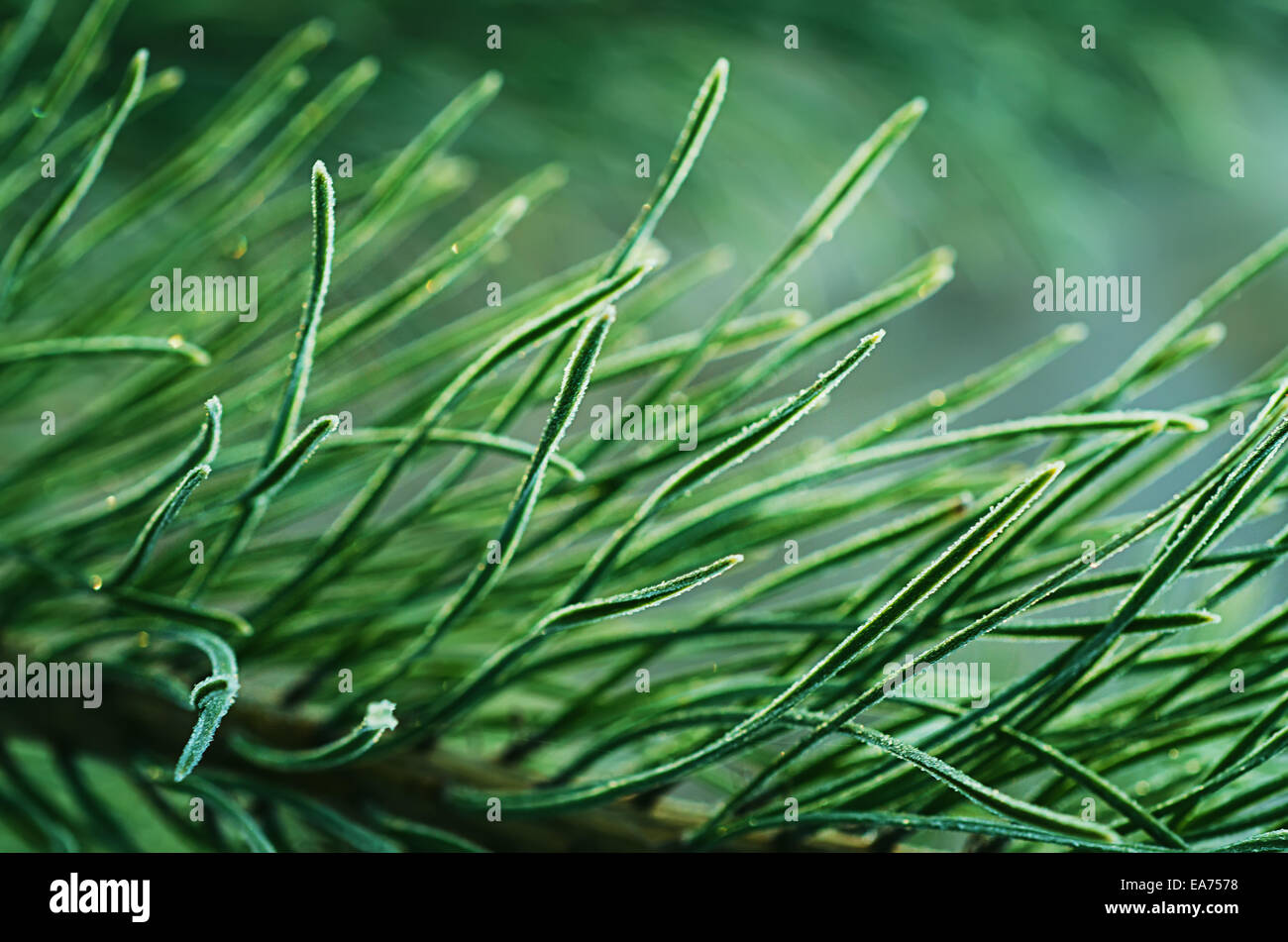 Pine iced tree Stock Photo - Alamy