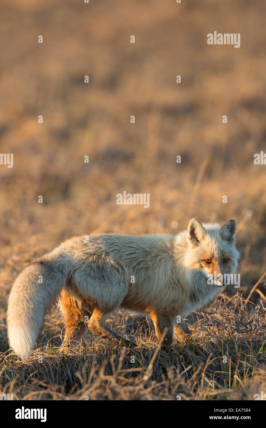 Red fox arctic fox standing hi-res stock photography and images - Alamy