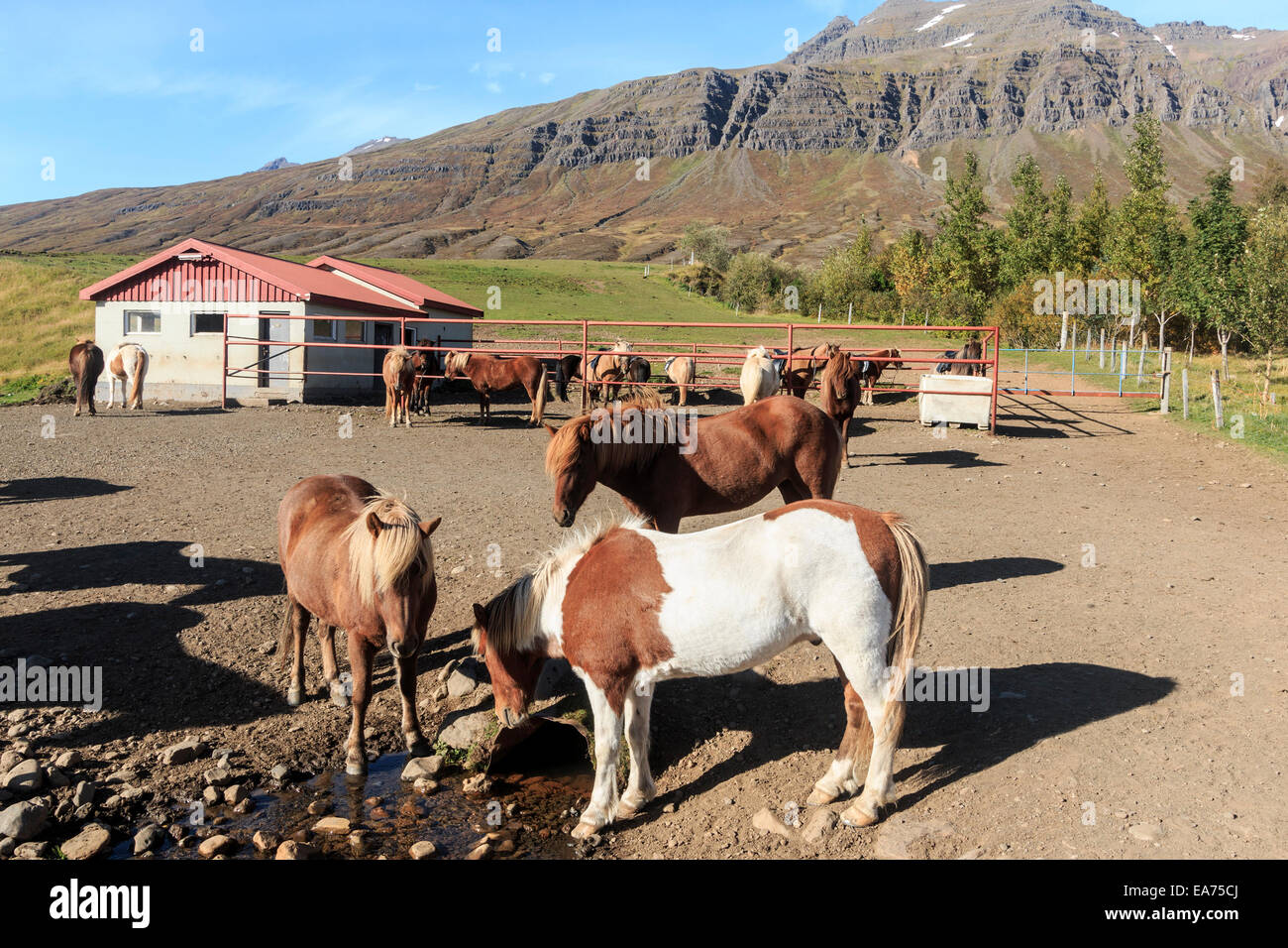 Icelandic horses on a farm in eastern Iceland Stock Photo - Alamy