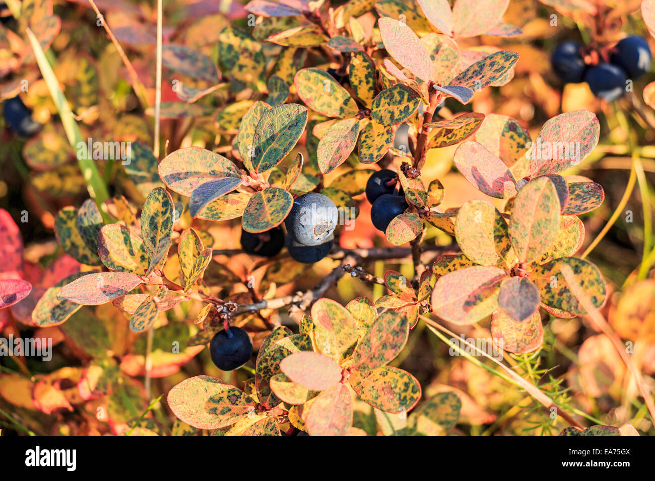 Icelandic blueberry hi-res stock photography and images - Alamy