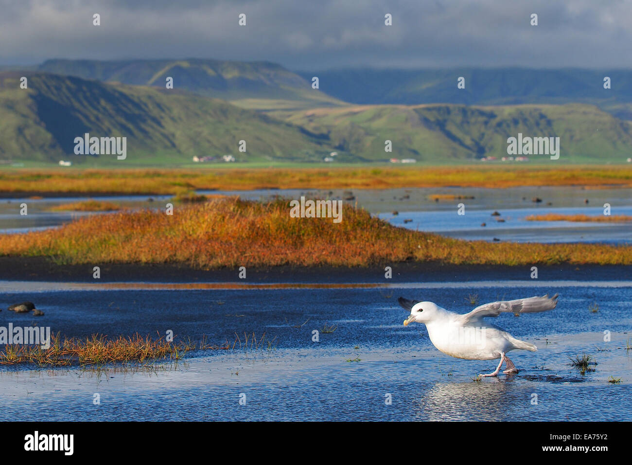 fulmar and Iceland Landscape with Smooth Lake and Sky Reflection Stock ...