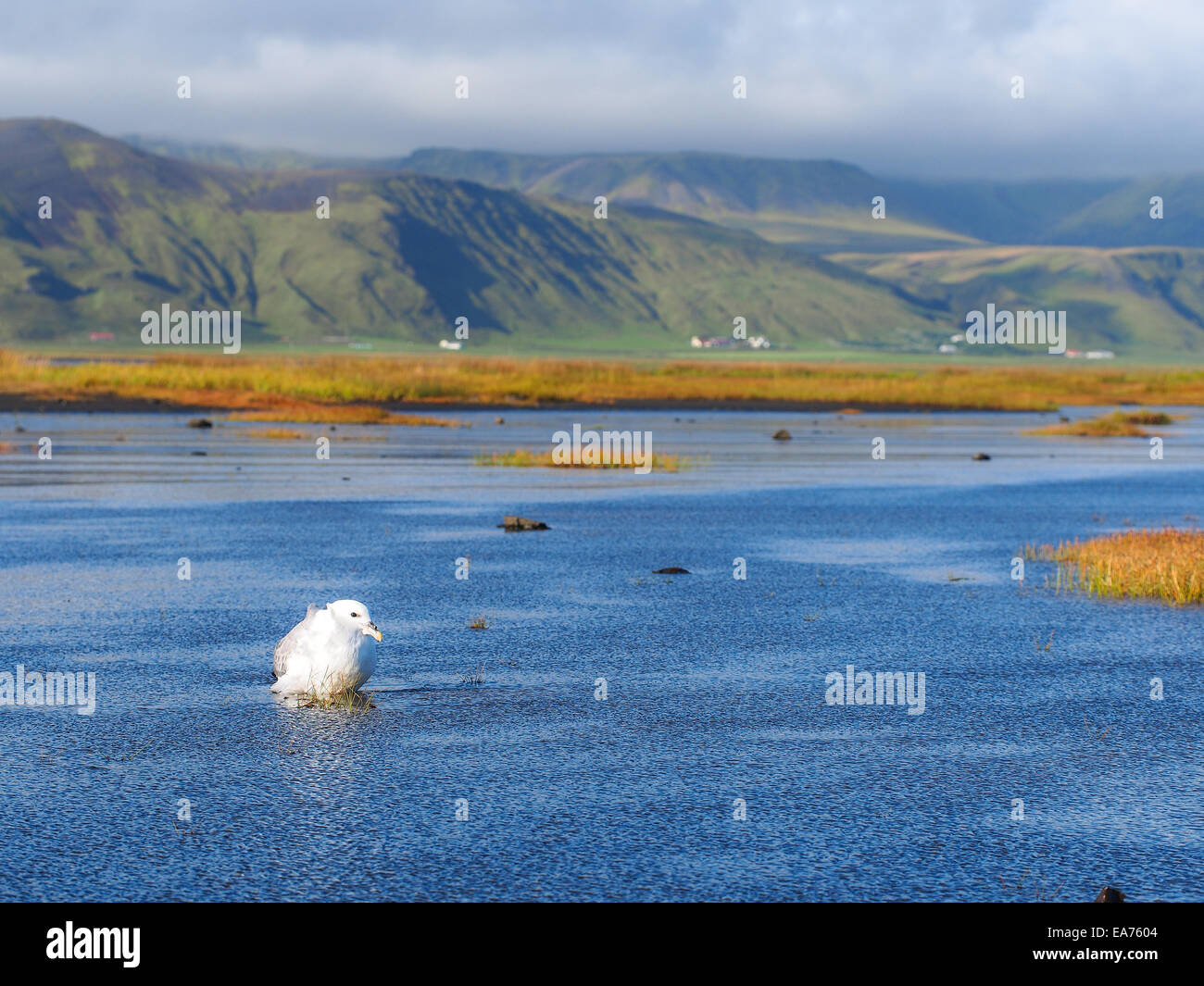 fulmar and Iceland Landscape with Smooth Lake and Sky Reflection Stock ...