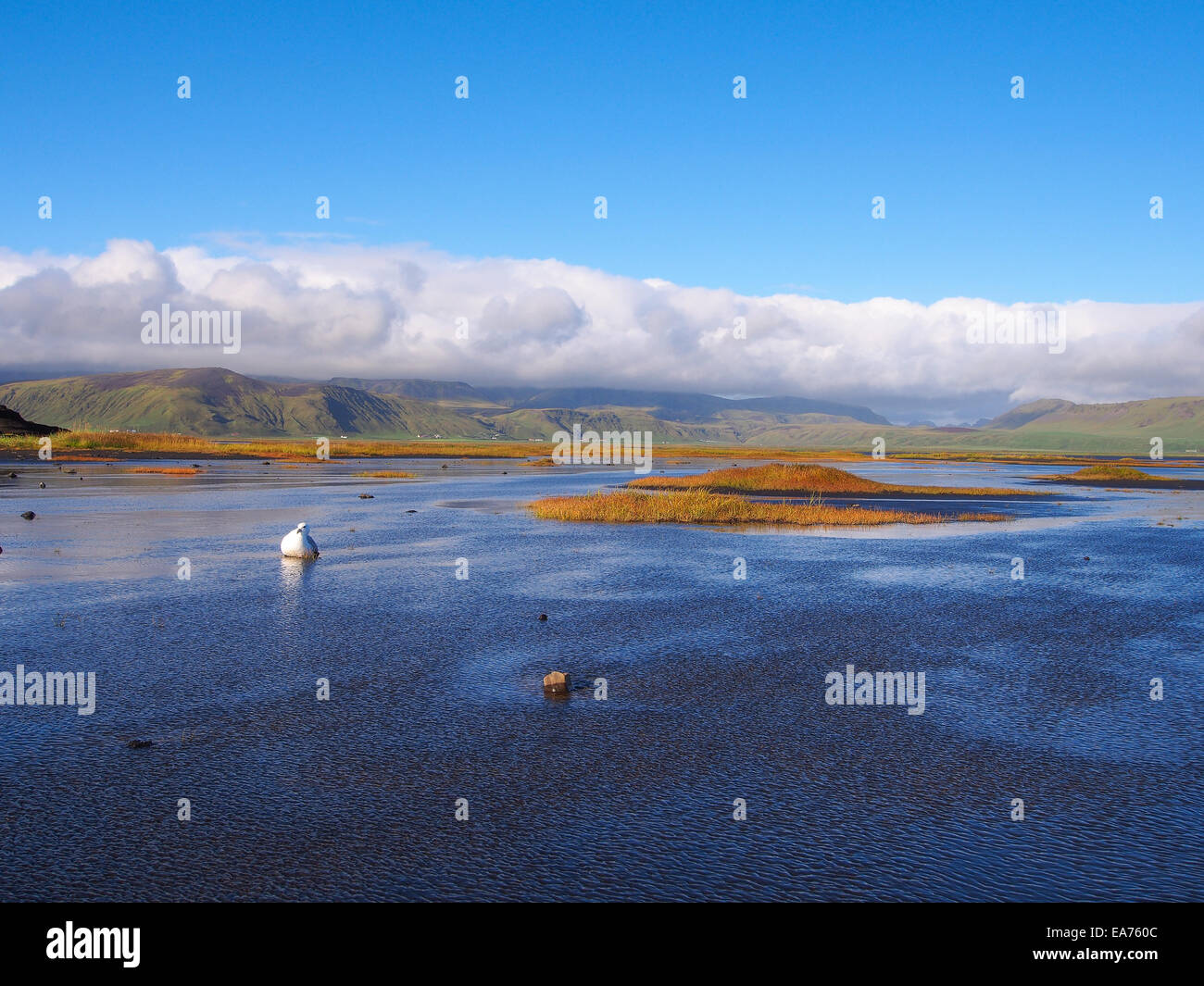 fulmar and Iceland Landscape with Smooth Lake and Sky Reflection Stock ...