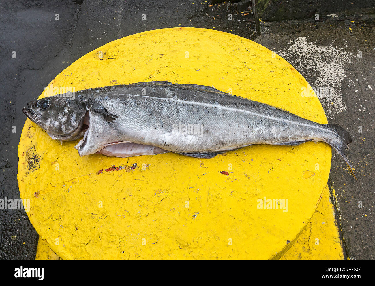 Type of fish hi-res stock photography and images - Alamy