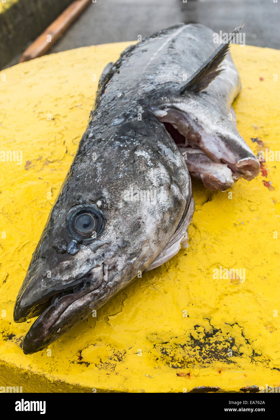 Fresh caught red fish, a type of cod, in Iceland Stock Photo - Alamy