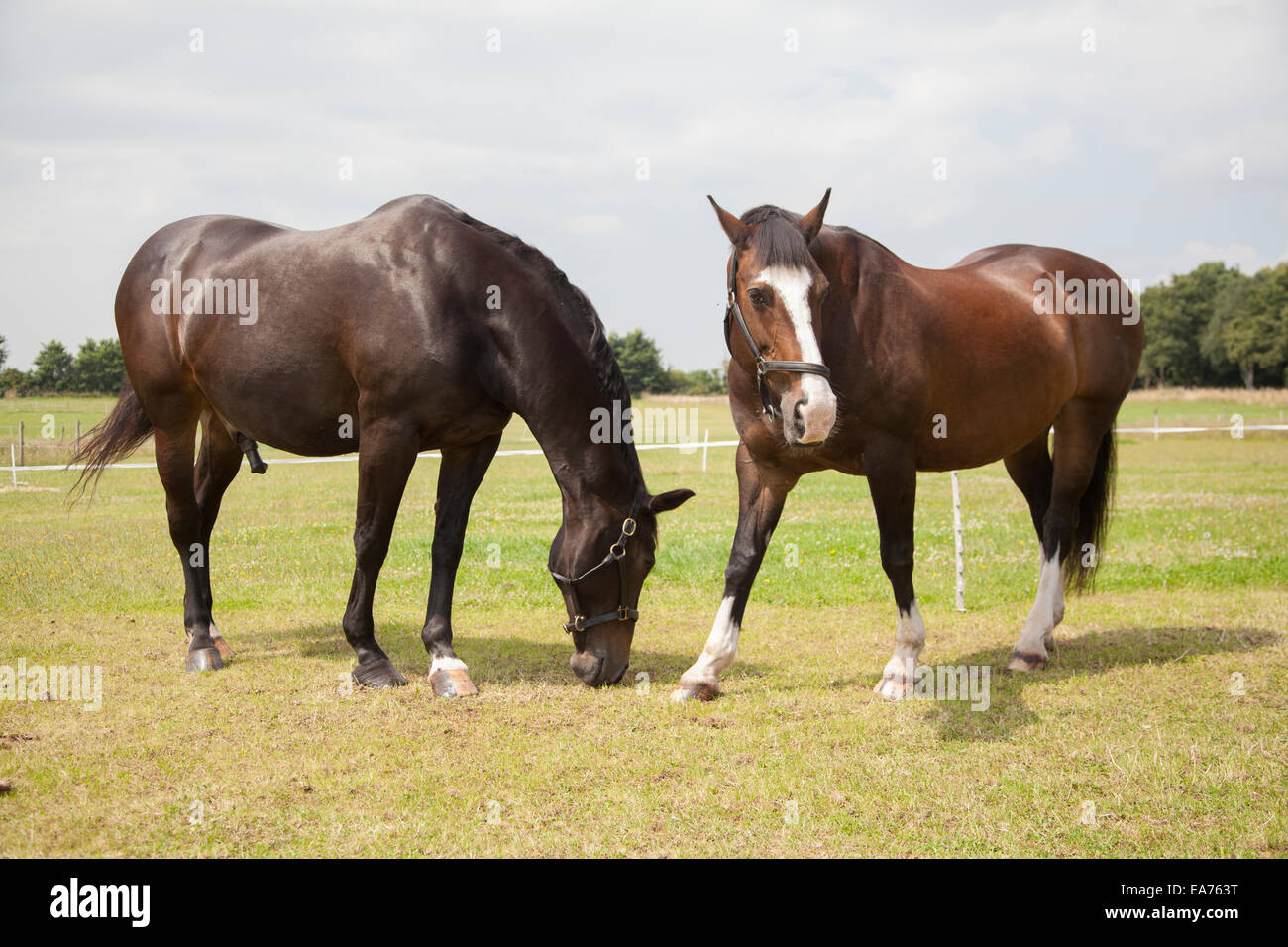 Horses Heads Together Stock Photos & Horses Heads Together Stock Images ...