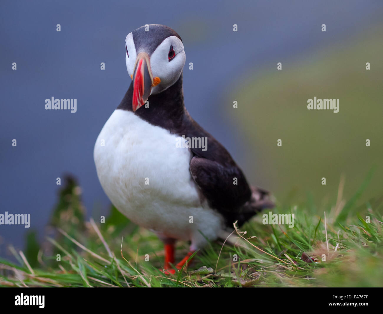 Cute Atlantic puffin in Iceland Stock Photo - Alamy