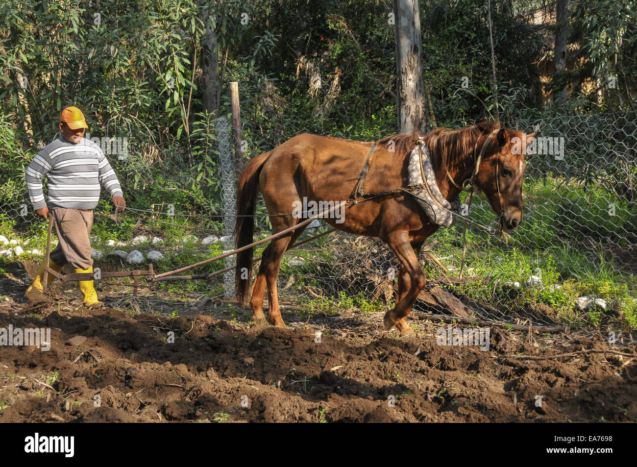 A Turkish farm worker tills a small plot of land with a plough pulled ...