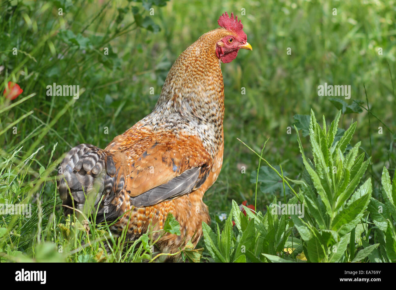 Free Range Poultry Poultry Hi Res Stock Photography And Images Alamy