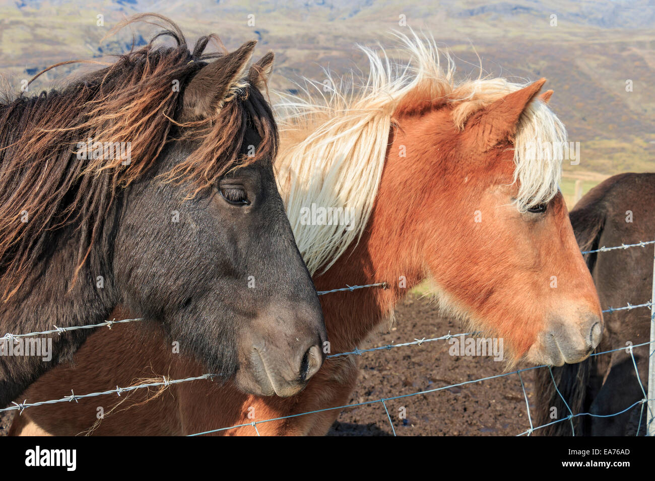 Icelandic horses in pasture on an Icelandic farm Stock Photo - Alamy