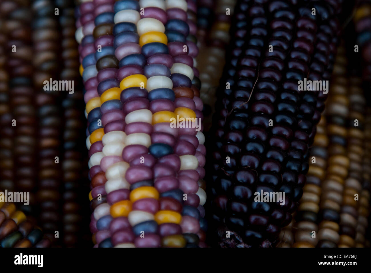 Indian Corn, with its rich array of multicolored kernels in hues of ...