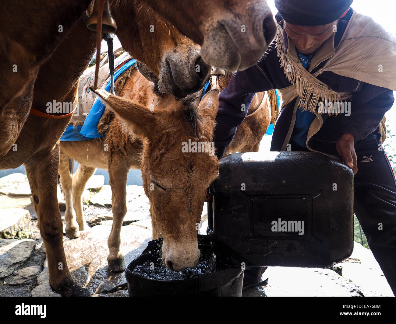 Donkey carrying heavy load hi-res stock photography and images - Alamy