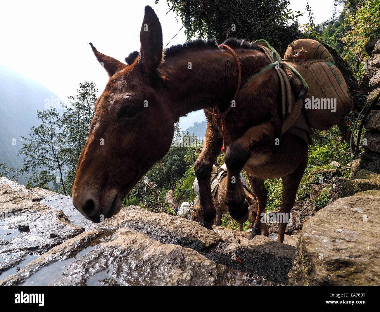 Donkey Carrying Heavy Load High Resolution Stock Photography and Images ...