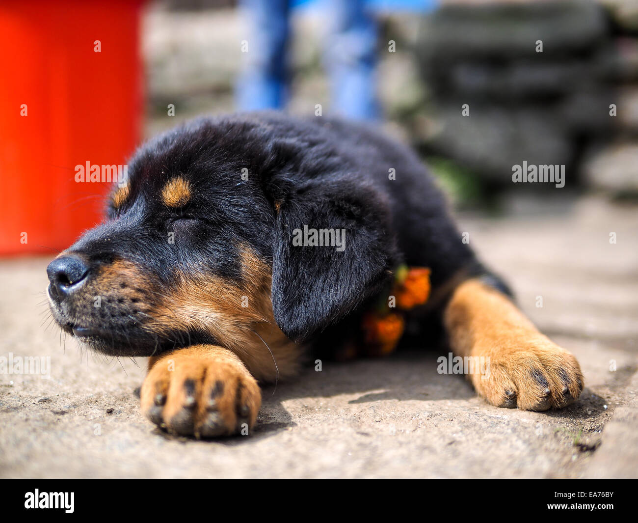 Kukur puja hi-res stock photography and images - Alamy