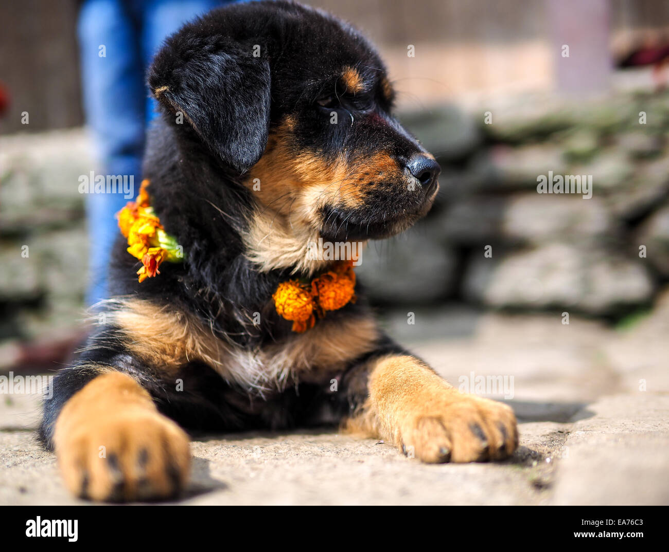 Kukur puja hi-res stock photography and images - Alamy