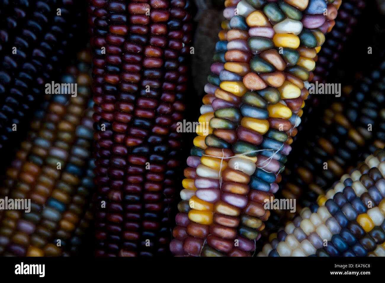 Indian Corn, with its rich array of multicolored kernels in hues of ...