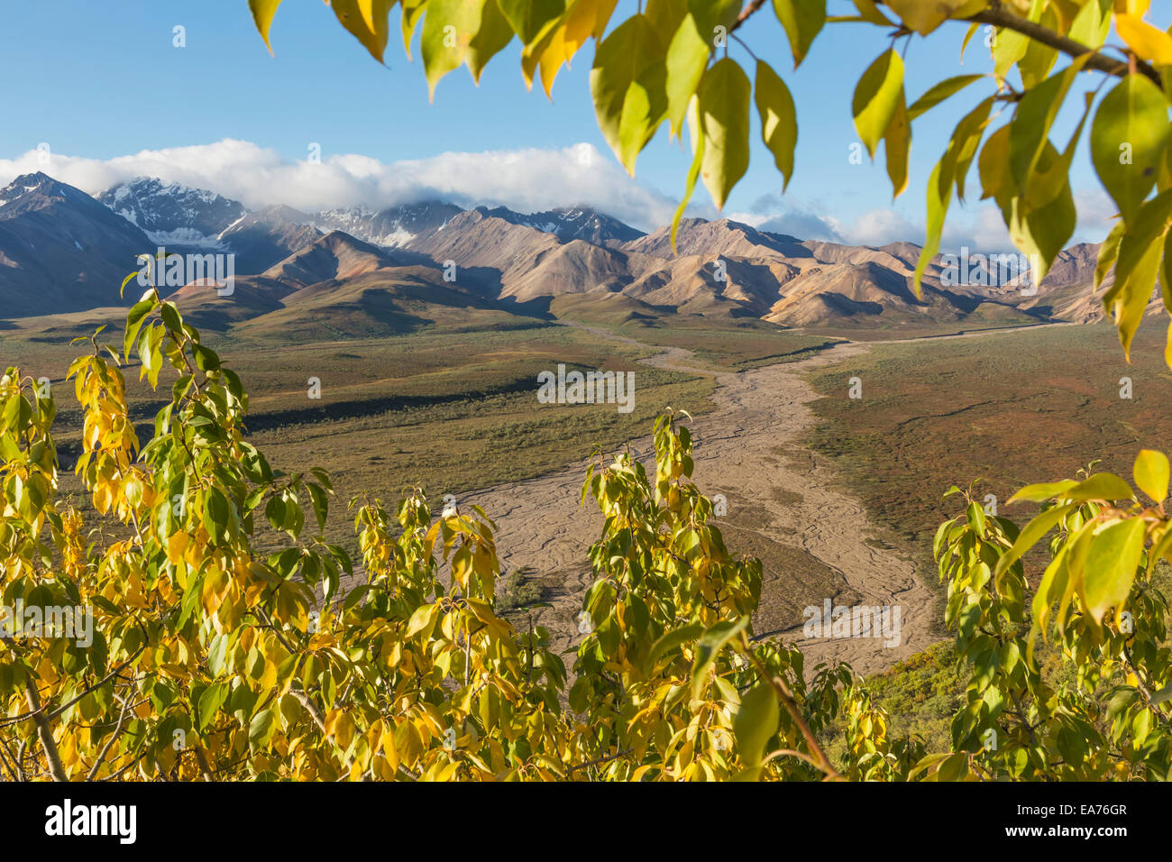 Poplar tree leaf hi-res stock photography and images - Alamy
