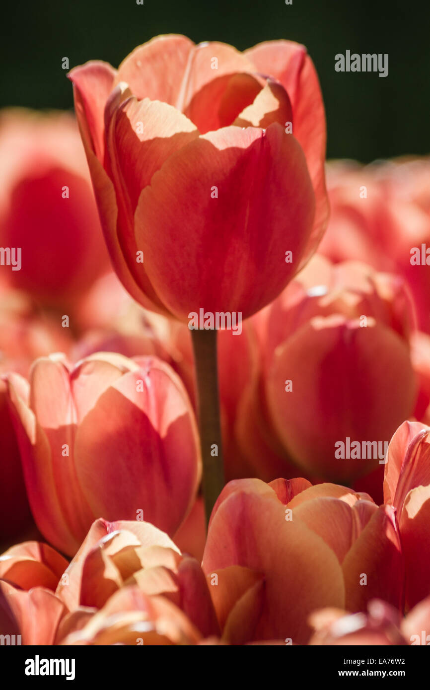 Beautiful colorful tulips at a green garden of Istanbul,Turkey at ...
