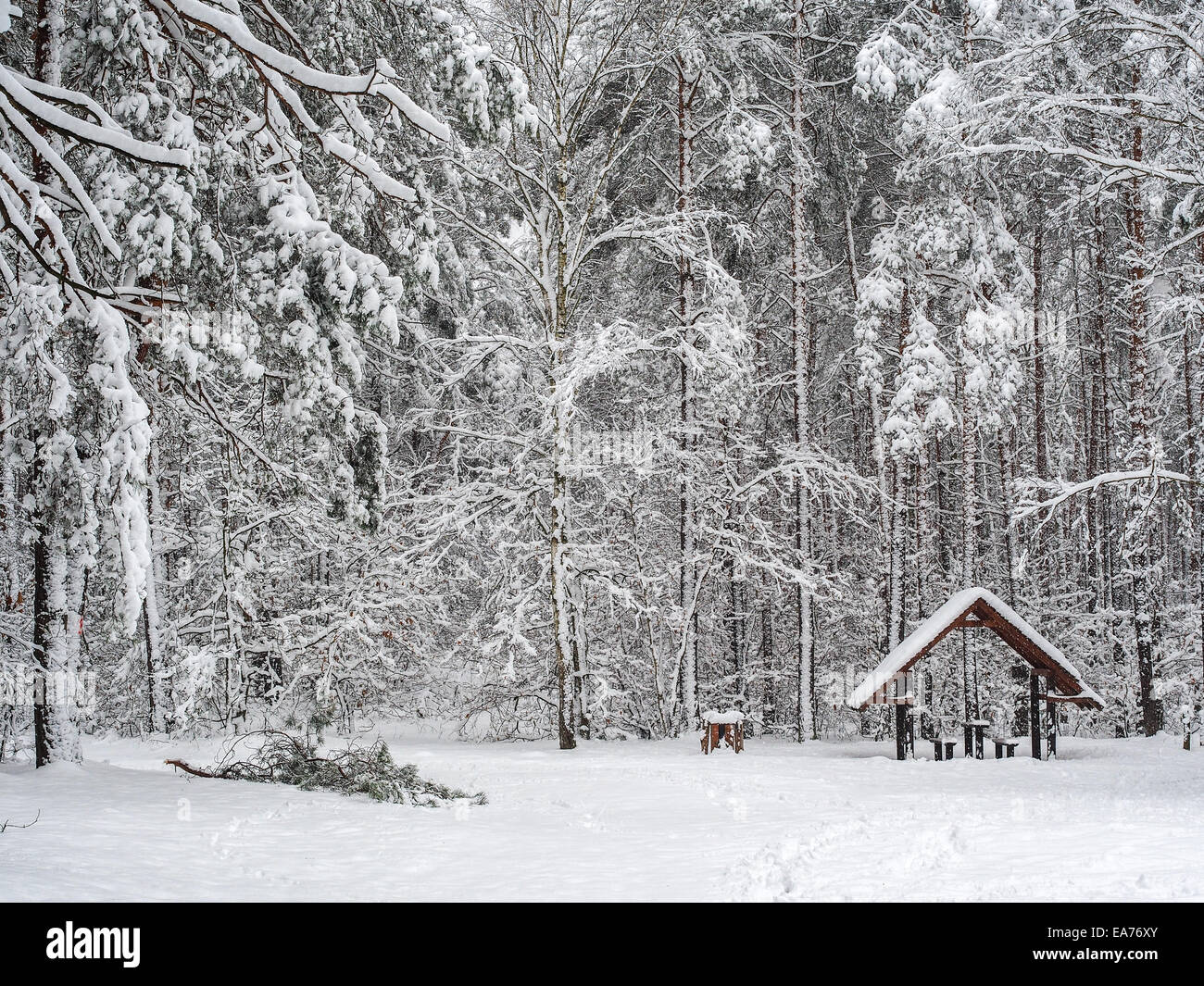 Snowy forest after snowfall, Kampinoski National Park, Poland Stock ...