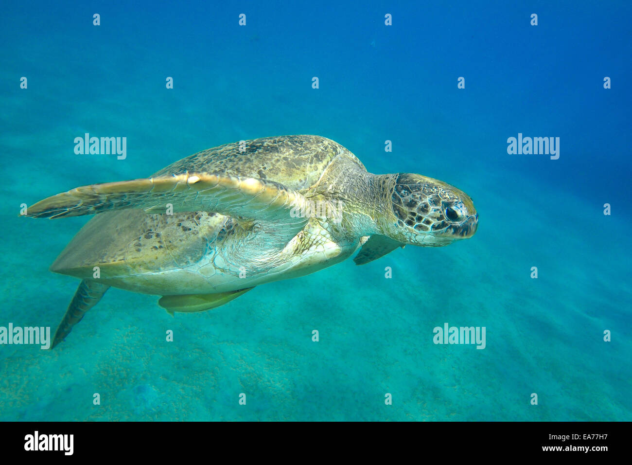 Mayan sea turtle hi-res stock photography and images - Alamy