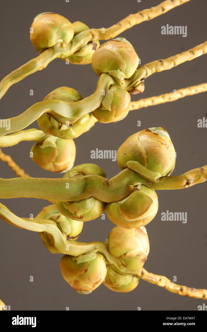 Young Coconut branch with baby coconuts.Shallow depth of field ...