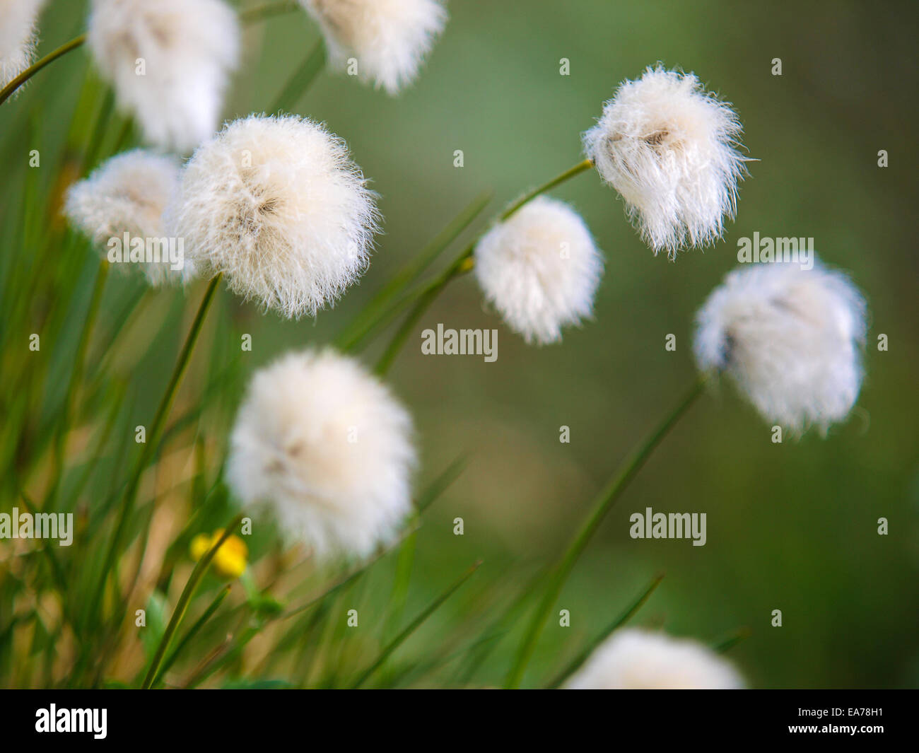 back lighted white flowers of cotton grass on a alpine meadow flying in ...