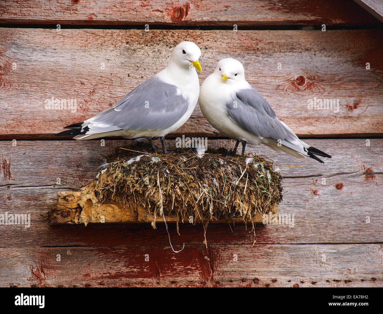 A pair of seagulls is nesting on norwegian house, Norway, Sto Stock ...