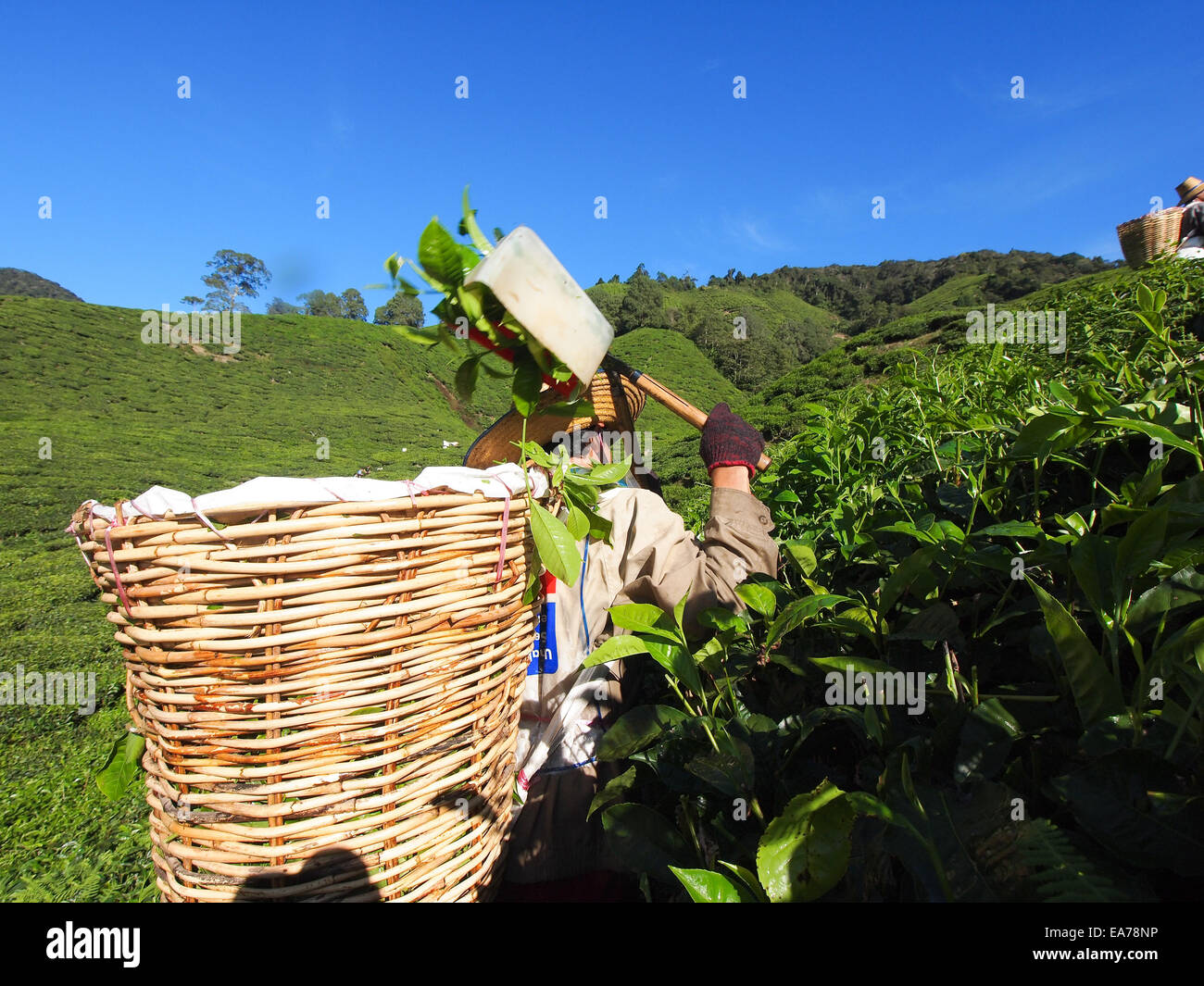Tea Worker picking tea leaves in a tea plantation Cameron Highlands ...