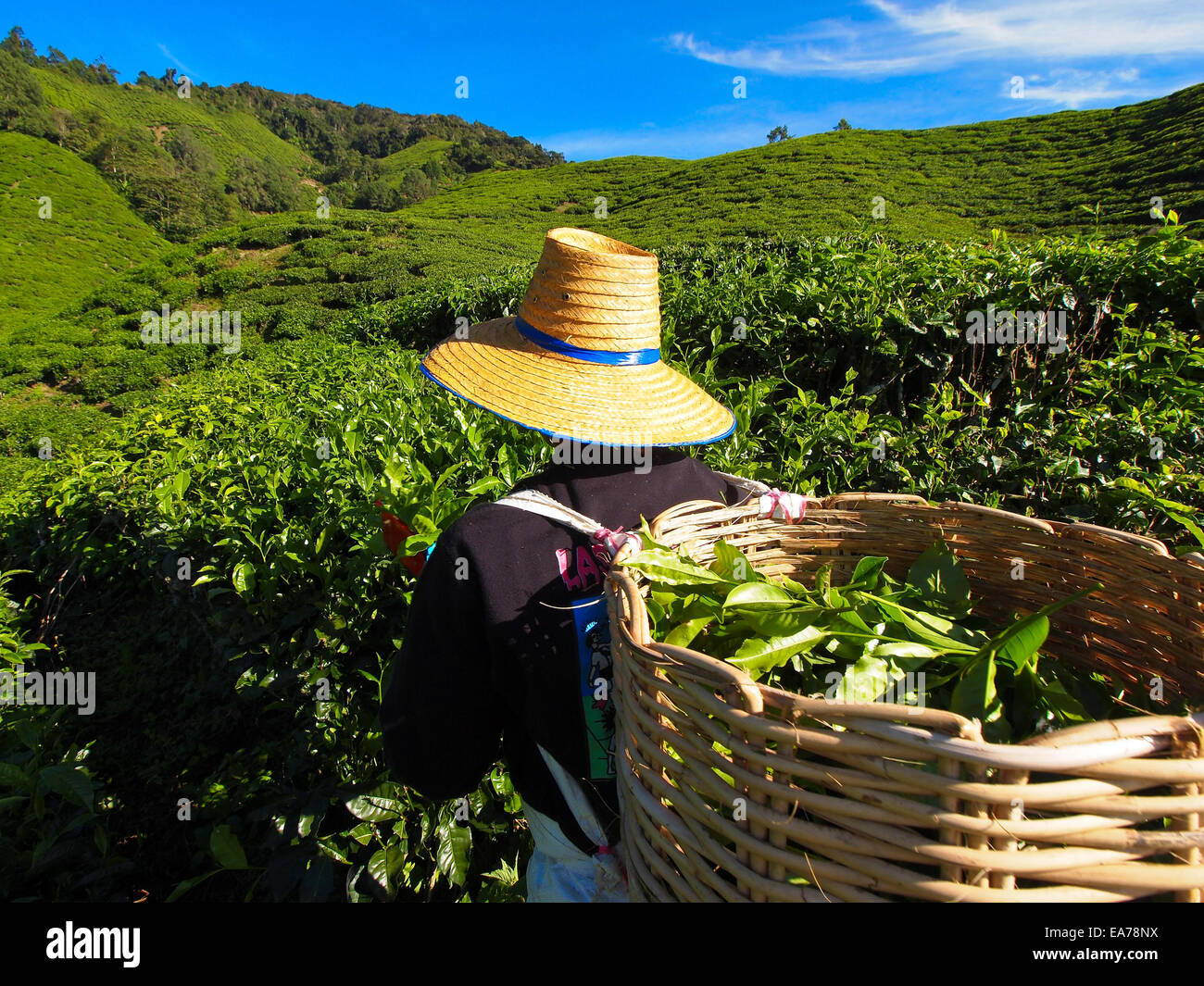 Tea Worker picking tea leaves in a tea plantation Cameron Highlands ...