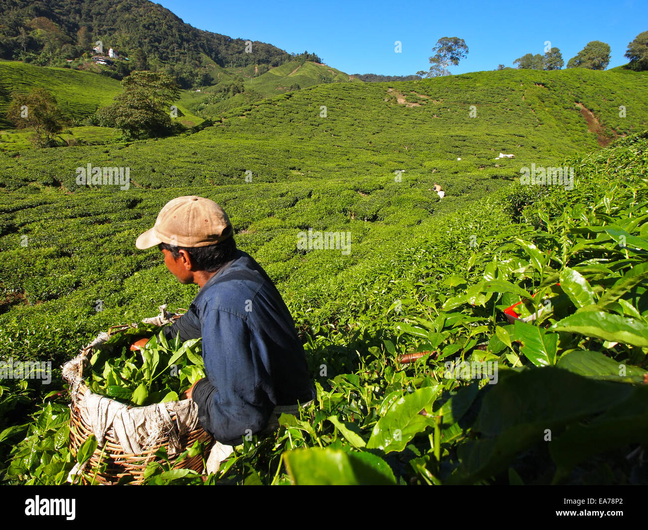 Tea Worker picking tea leaves in a tea plantation Cameron Highlands ...