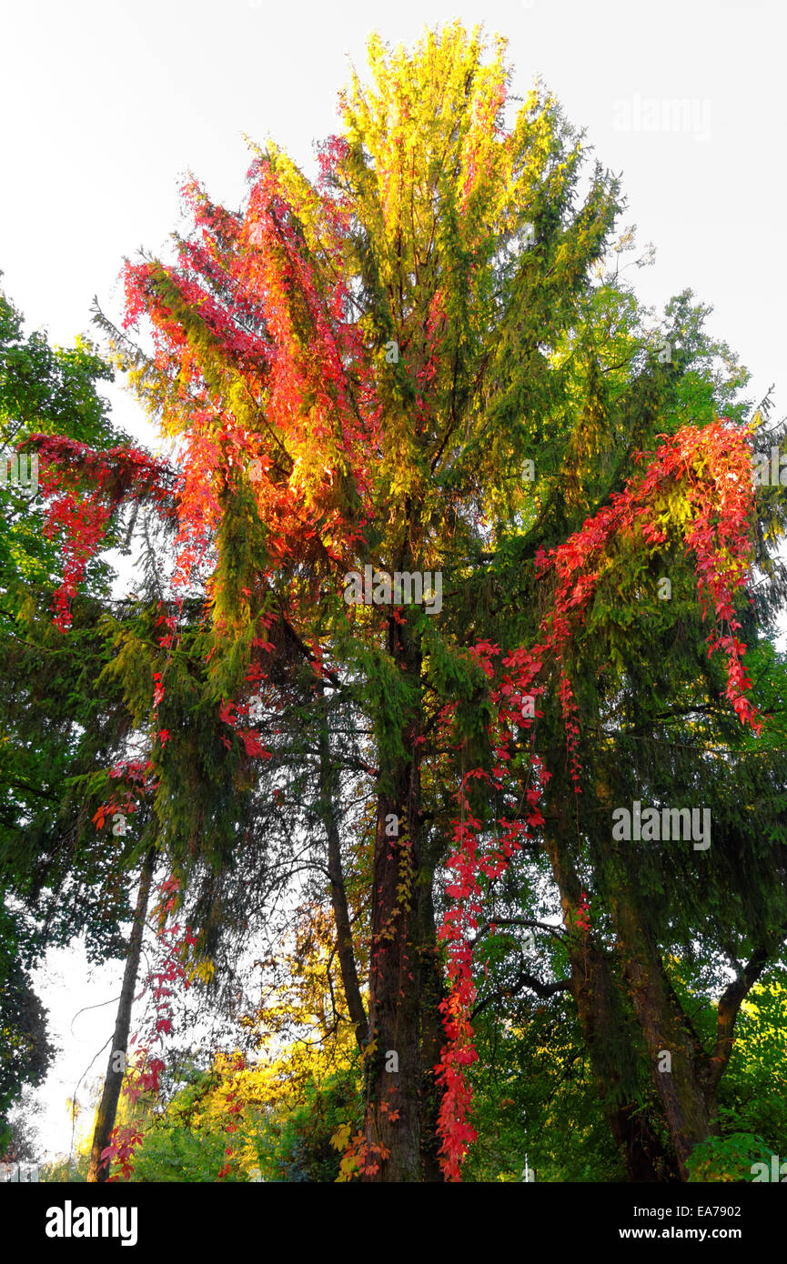autumnal colorful tree Stock Photo - Alamy