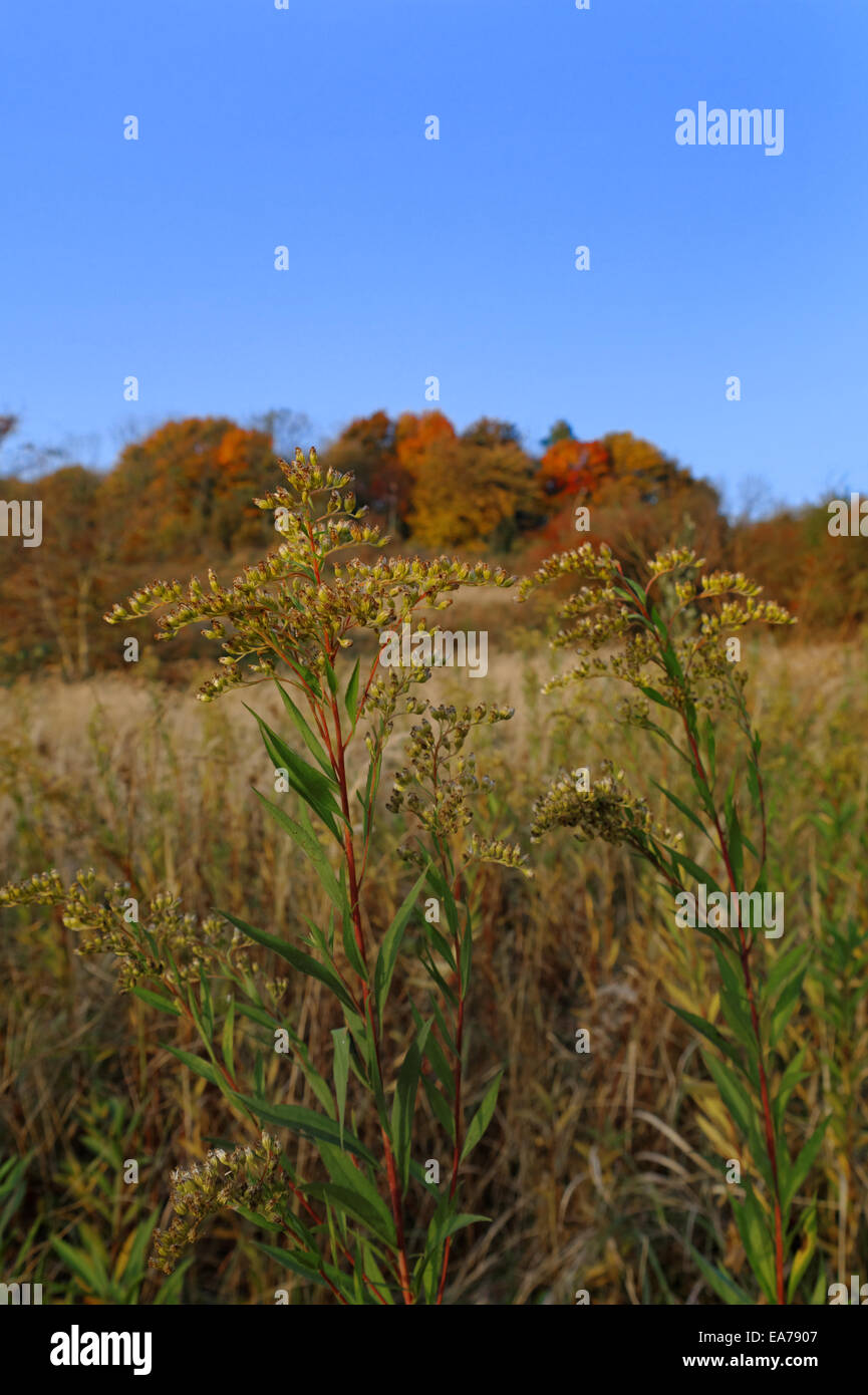 Scrub grass hi-res stock photography and images - Alamy