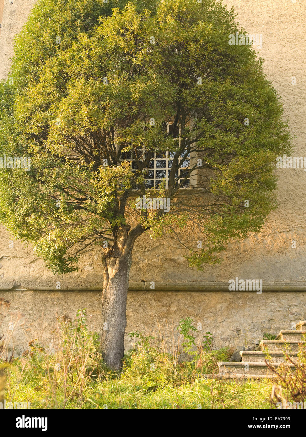 tree wall and window Stock Photo - Alamy