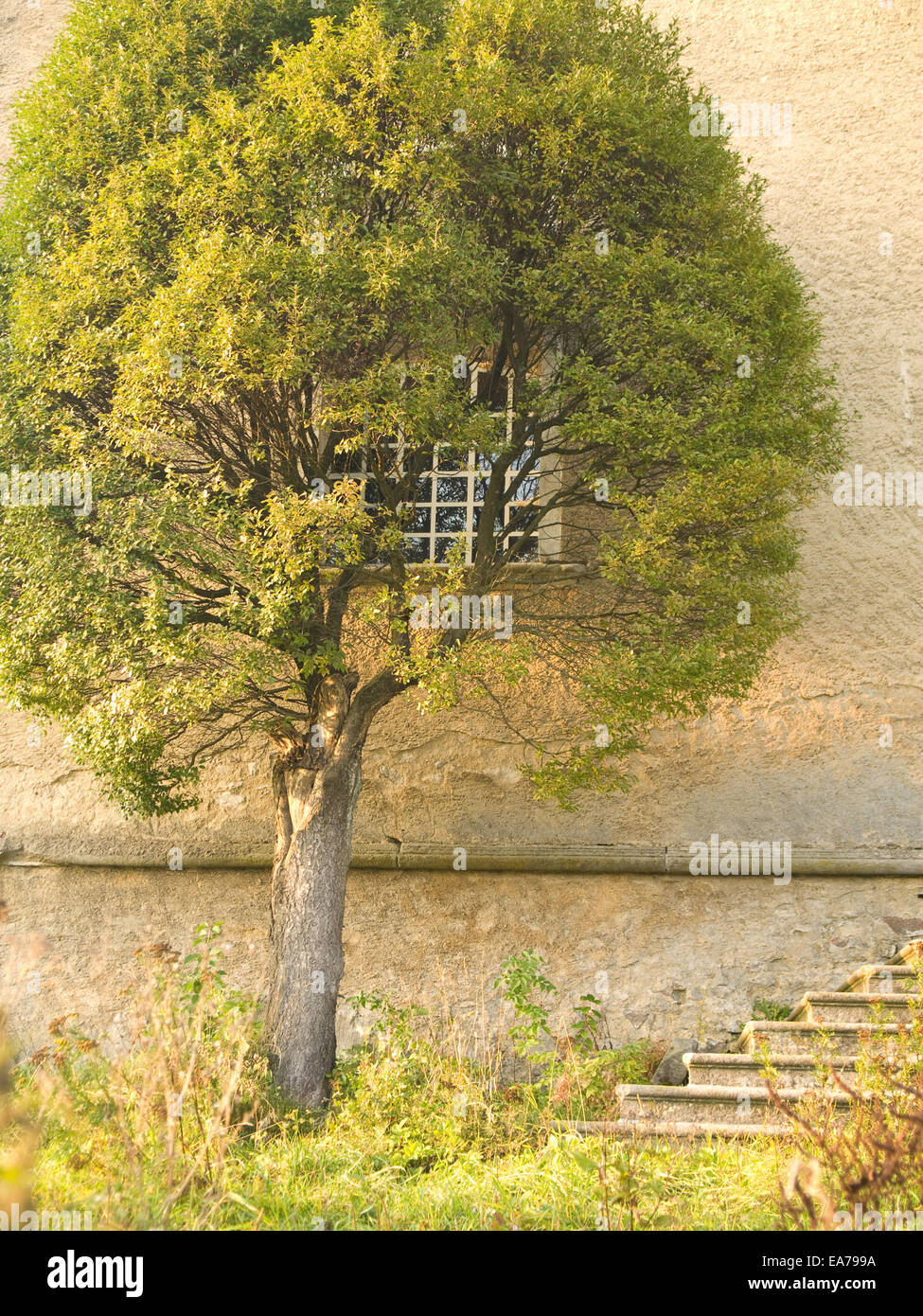 tree wall and window Stock Photo - Alamy