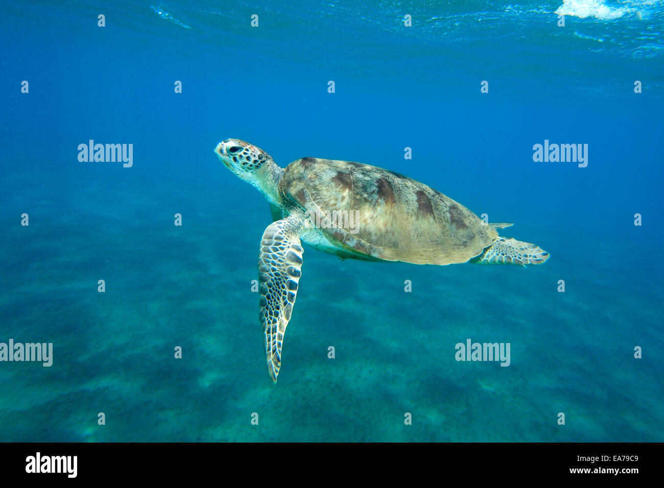 Mayan sea turtle hi-res stock photography and images - Alamy