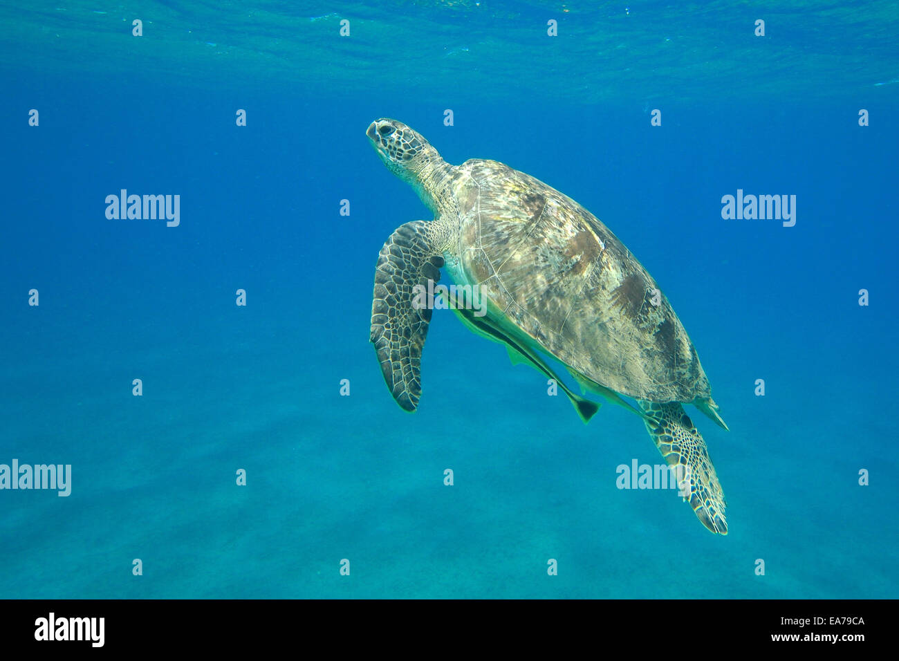 Mayan sea turtle hi-res stock photography and images - Alamy