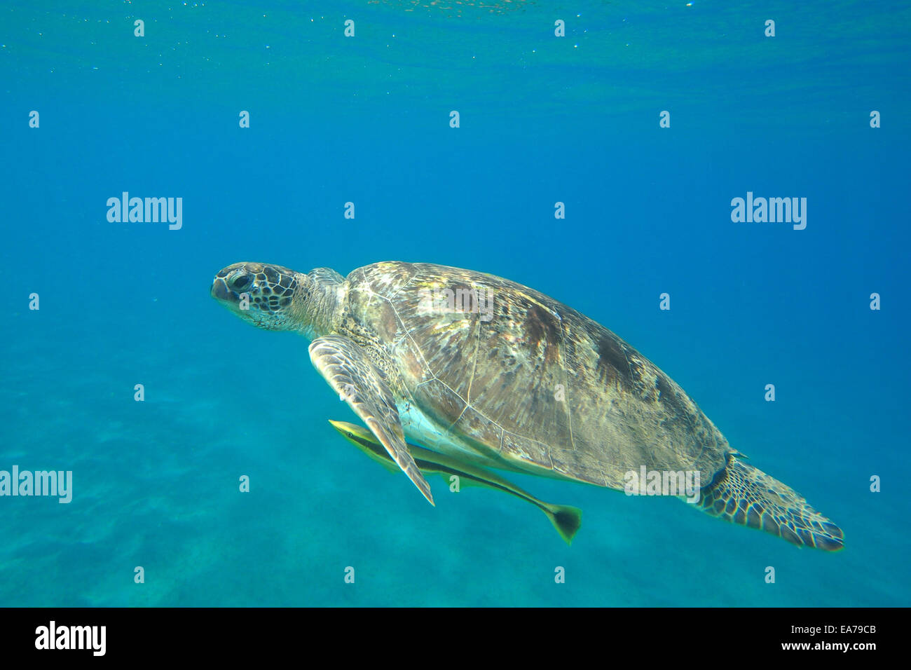 Mayan sea turtle hi-res stock photography and images - Alamy